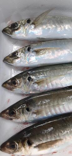 活〆マルアジ(釣) | UUUO(ウーオ)