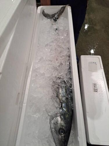 活〆サワラ3〜4k台 1入約3kg(定置)【業務用の鮮魚仕入れならウーオ】