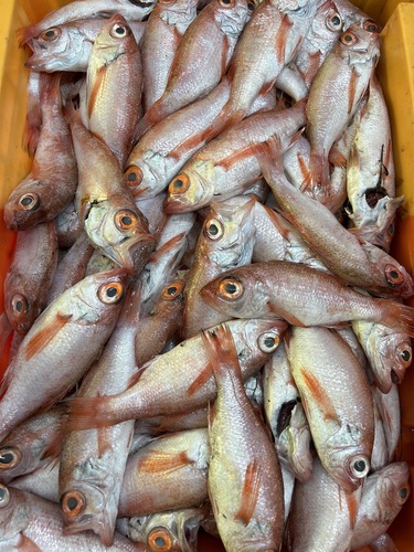 ノドグロ(アカムツ)100g前後約5kg(底曳) | UUUO(ウーオ)