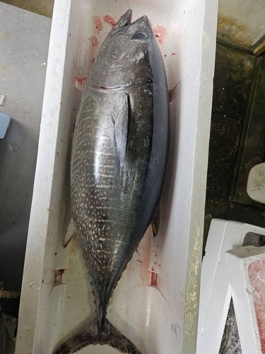 活〆メジマグロ9㌔台1入約9kg(定置)【業務用の鮮魚仕入れならウーオ】