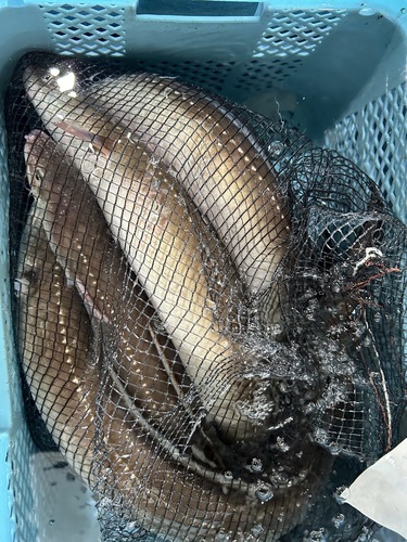 アナゴ 1キロ物4入約4kg(沿岸) | UUUO(ウーオ)