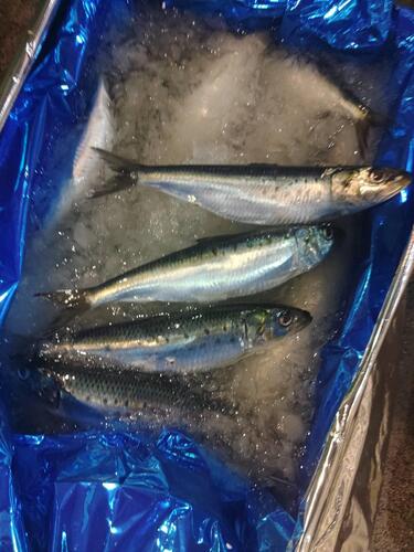 マイワシ16入約2kg【業務用の鮮魚仕入れならウーオ】