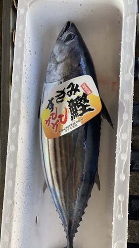 カツオ3/4k1入約3.5kg(釣)【業務用の鮮魚仕入れならウーオ】