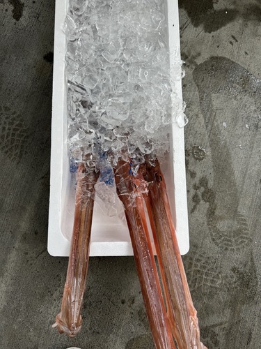 赤ヤガラ2入約2.5kg(定置) | UUUO(ウーオ)