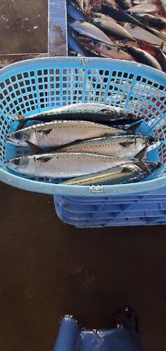 ゴマサバ8入約4.8kg(巻網)【業務用の鮮魚仕入れならウーオ】