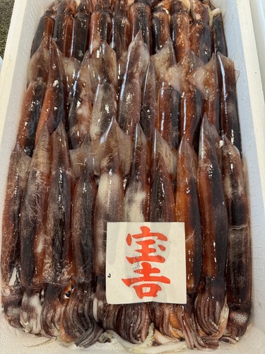 スルメイカ30入約6kg(底曳) | UUUO(ウーオ)