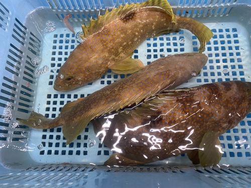 活キジハタ3入約3.6kg(釣) | UUUO(ウーオ)