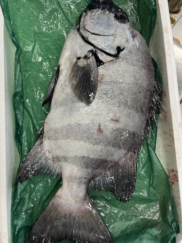 活〆イシダイ1約2.8kg(底曳) | UUUO(ウーオ)