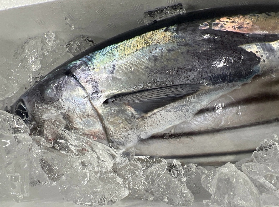 カツオ1入3/4k約3kg(釣)【業務用の鮮魚仕入れならウーオ】