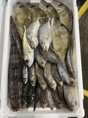 鮮魚BOX約6.3kg(底曳)【業務用の鮮魚仕入れならウーオ】