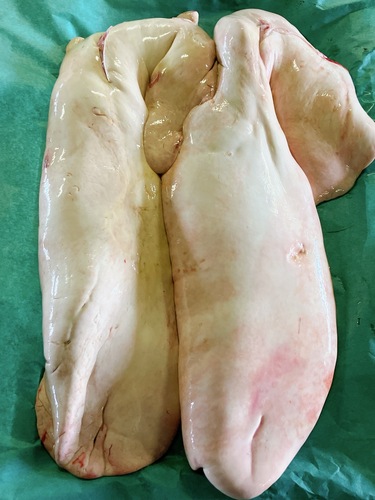 アンコウ1kg 前後2入約2kg(底曳)【業務用の鮮魚仕入れならウーオ】