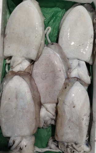 モンゴウイカ5〜6入 約5kg(沿岸)【業務用の鮮魚仕入れならウーオ】