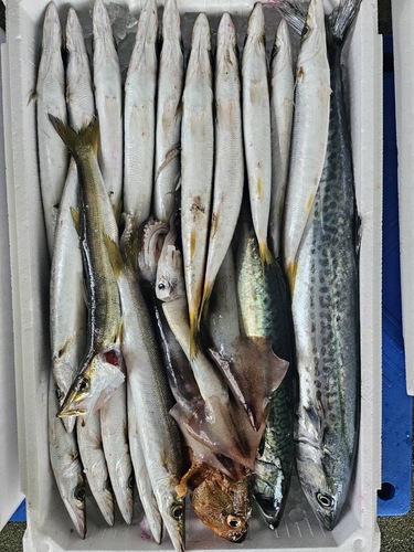 活〆鮮魚BOX約5.3kg(定置)【業務用の鮮魚仕入れならウーオ】