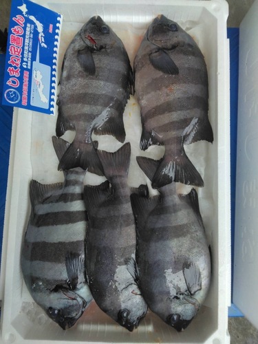 活〆イシダイ5入約2.8kg(定置) | UUUO(ウーオ)