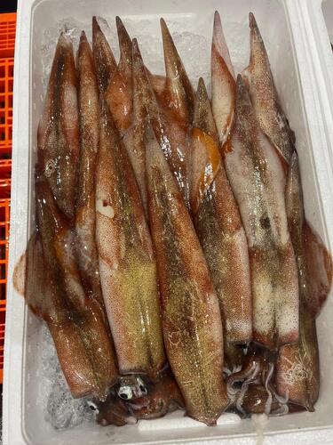 ヤリイカ9-11入約3kg(巻網)【業務用の鮮魚仕入れならウーオ】