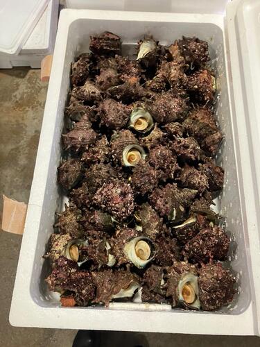 サザエ80-100g前後約10kg【業務用の鮮魚仕入れならウーオ】