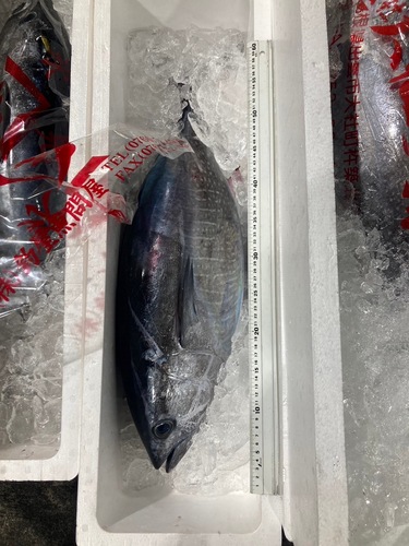 ヨコワ6/7k2入約6kg(釣)【業務用の鮮魚仕入れならウーオ】