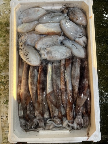 鮮魚BOX約5.5kg(底曳)【業務用の鮮魚仕入れならウーオ】