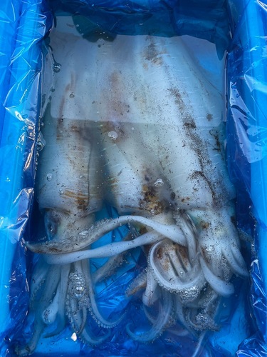 アオリイカ11/15入約3kg(定置)【業務用の鮮魚仕入れならウーオ】