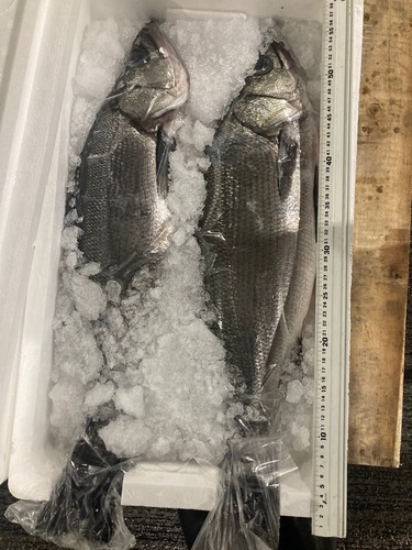 ヒラスズキ3/4入3.5k前後約3.5kg(定置)【業務用の鮮魚仕入れならウーオ】