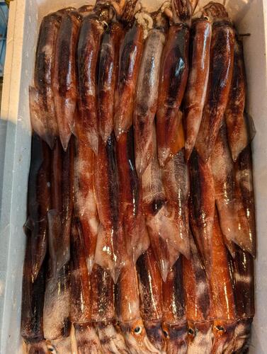 スルメイカ(底曳) | UUUO(ウーオ)