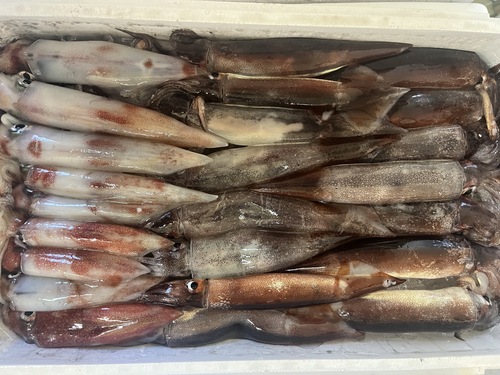 鮮魚BOX約3.7kg(沿岸) | UUUO(ウーオ)