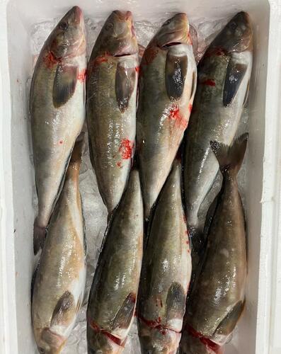ホッケ5/6入4/5k約4kg(沿岸)【業務用の鮮魚仕入れならウーオ】