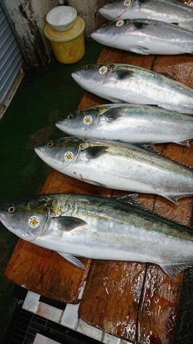 活〆ブリ(定置)【業務用の鮮魚仕入れならウーオ】