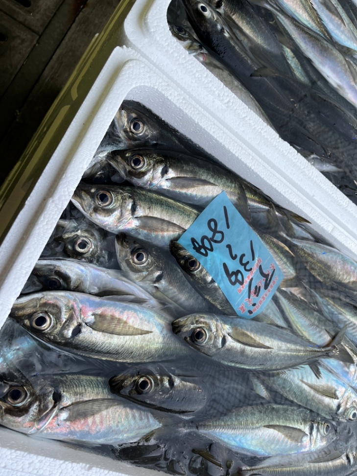 マアジ(沿岸)【業務用の鮮魚仕入れならウーオ】