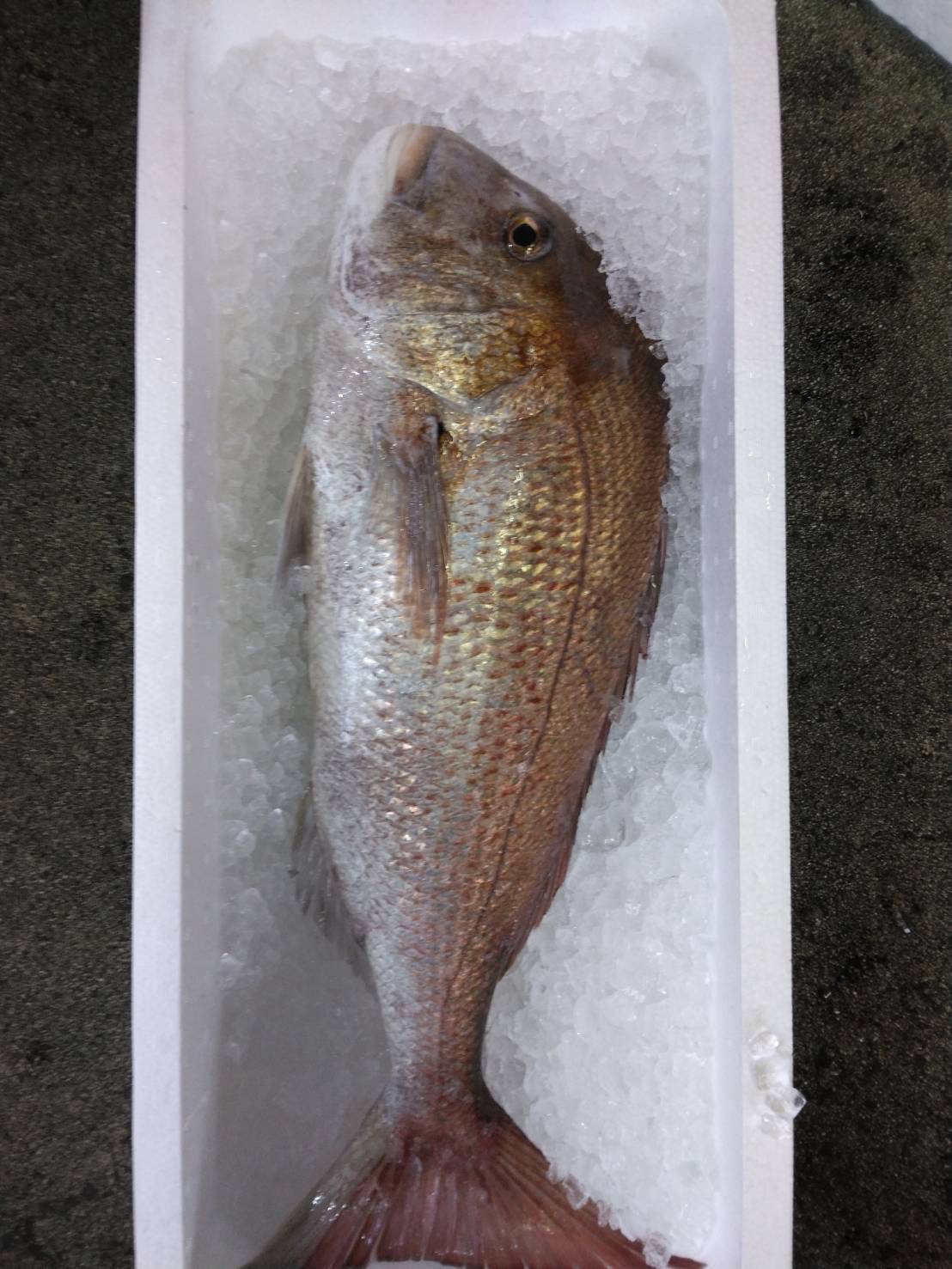 活〆マダイ1入約5kg(定置) | UUUO(ウーオ)