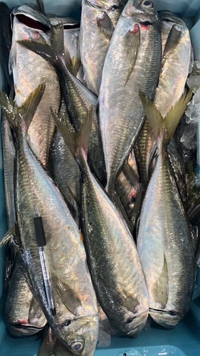 マアジ3/4入約2kg(定置)【業務用の鮮魚仕入れならウーオ】