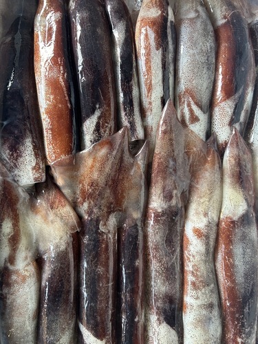 スルメイカ16入約3.5kg(底曳) | UUUO(ウーオ)