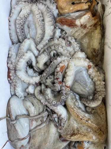 マダコ6入約9.8kg(沿岸)【業務用の鮮魚仕入れならウーオ】