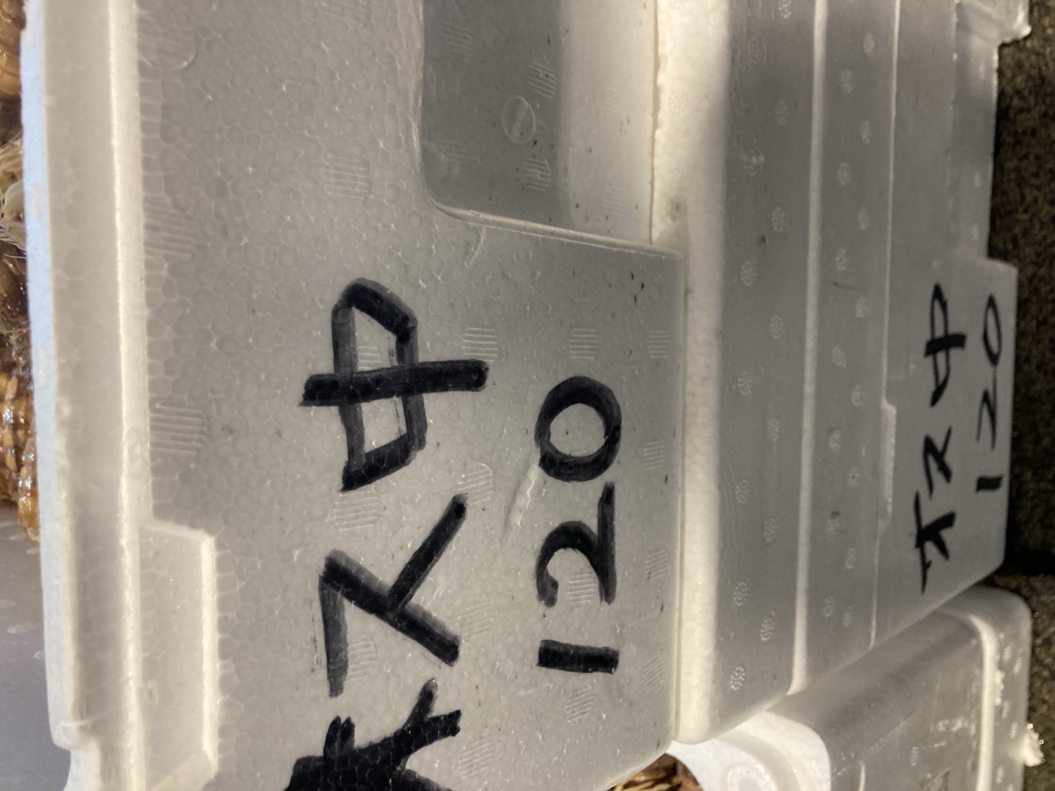 シャコ120入約5kg(沿岸)【業務用の鮮魚仕入れならウーオ】