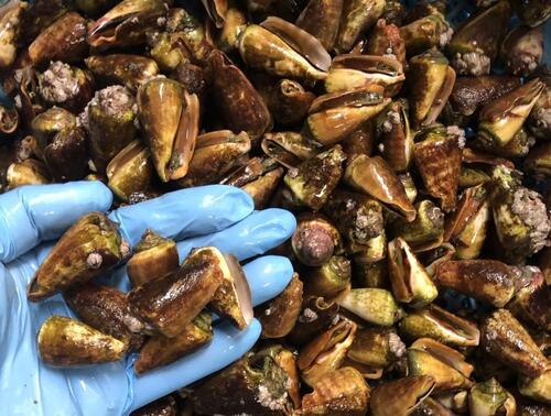 マガキガイ約4kg(沿岸) | UUUO(ウーオ)