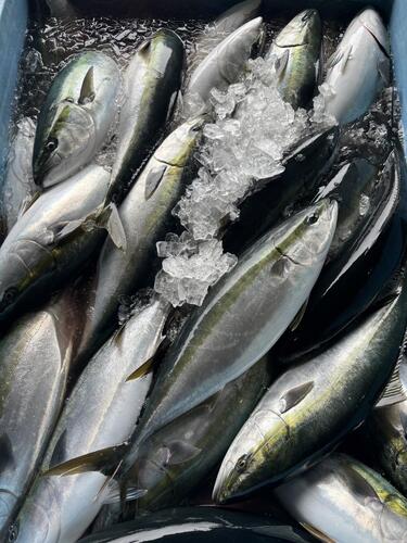 ブリ10/11k1入約10kg(定置)【業務用の鮮魚仕入れならウーオ】