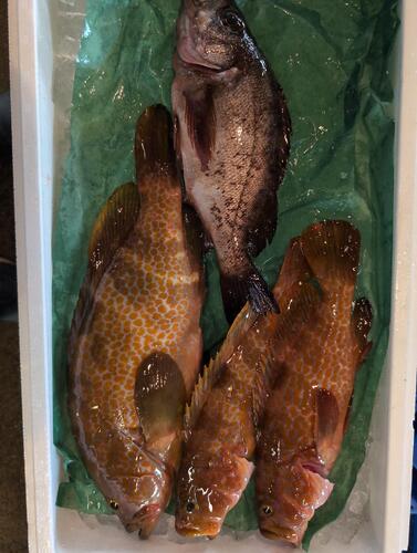 キジハタ(アコウ)4入約2kg(釣)【業務用の鮮魚仕入れならウーオ】