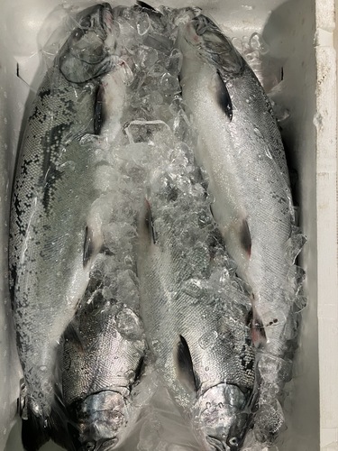 サクラマス(本マス)1入約3kg(定置)【業務用の鮮魚仕入れならウーオ】