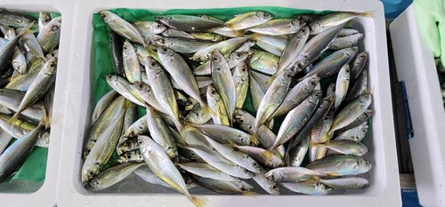 小アジ約40g約3kg(定置) | UUUO(ウーオ)