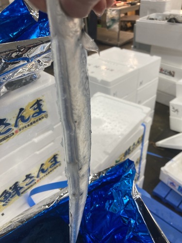 サンマ15入約2kg | UUUO(ウーオ)