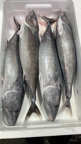 ハガツオ(巻網)【業務用の鮮魚仕入れならウーオ】