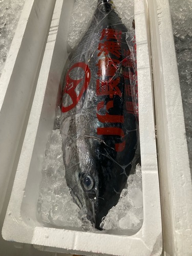 ヨコワ4/6k1入約4kg(定置)【業務用の鮮魚仕入れならウーオ】