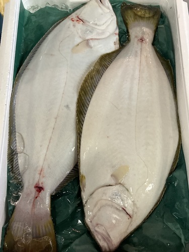 神経〆ヒラメ1kg up 5入約6kg(釣)【業務用の鮮魚仕入れならウーオ】