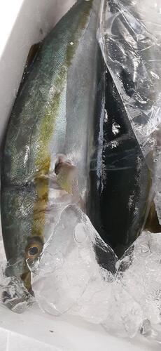 ツバス12入約12.9kg(底曳)【業務用の鮮魚仕入れならウーオ】