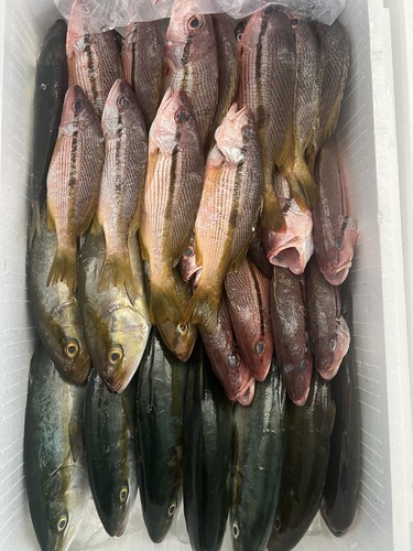 鮮魚BOX約7kg(定置) | UUUO(ウーオ)