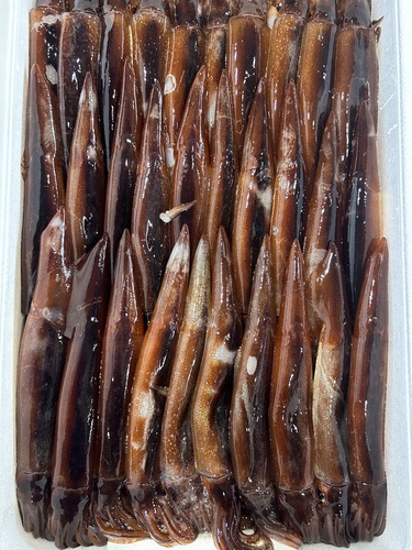 スルメイカ30入約5kg(釣) | UUUO(ウーオ)