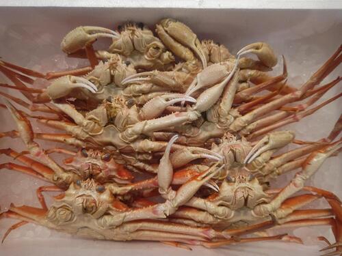 ズワイガニボイル 5〜16尾約3kg | UUUO(ウーオ)