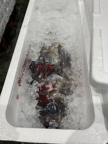 メダイ4〜6k 1入約4kg(刺網)【業務用の鮮魚仕入れならウーオ】