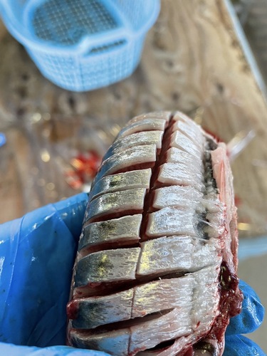 マイワシ5k50尾約5kg(巻網)【業務用の鮮魚仕入れならウーオ】