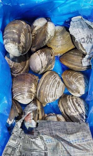 ホッキ貝15-20玉5kg約15kg【業務用の鮮魚仕入れならウーオ】